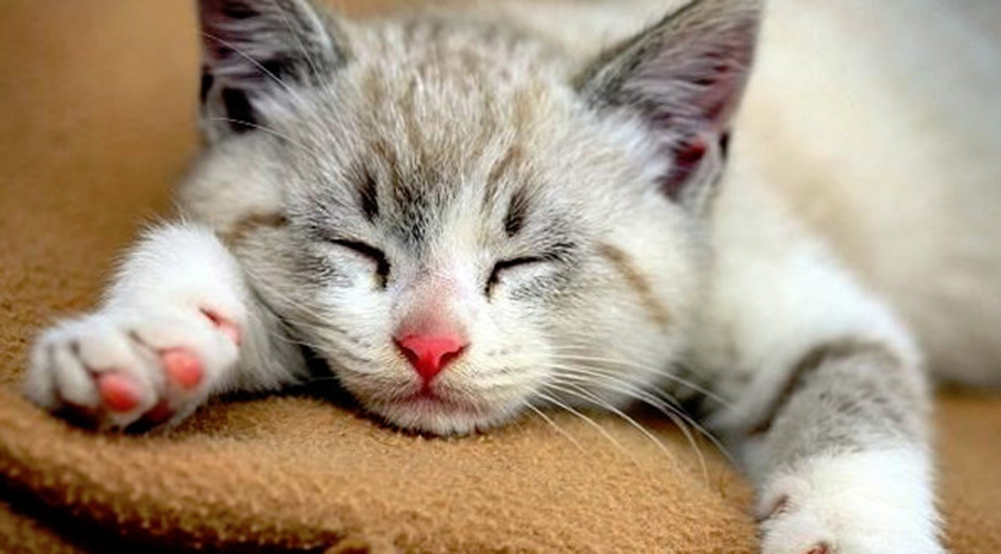 Pisica iti arata daca in casa ta e bunastare, pace si armonie